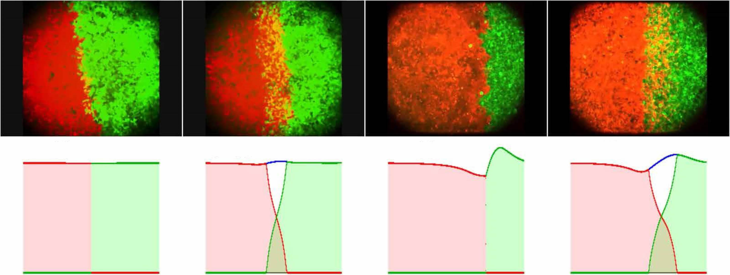 Aggregation-Diffusion Equations for Collective Behavior in the Sciences ...