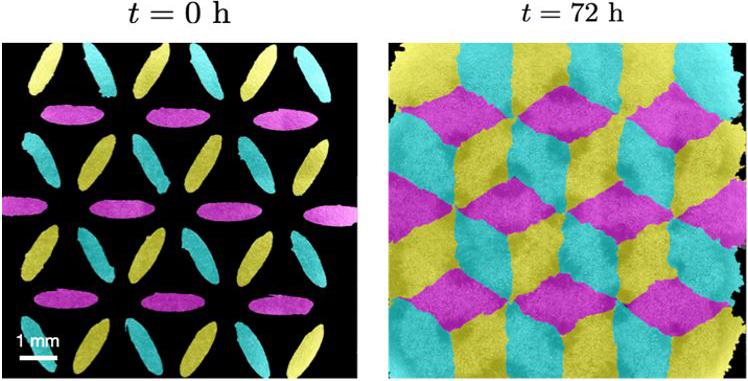 Quantifying Tissue Growth, Shape, and Collision in Epithelial Monolayers | SIAM