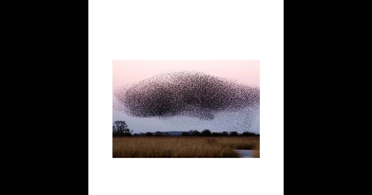 Simulating the Dynamics of Large Flocks of Birds | SIAM