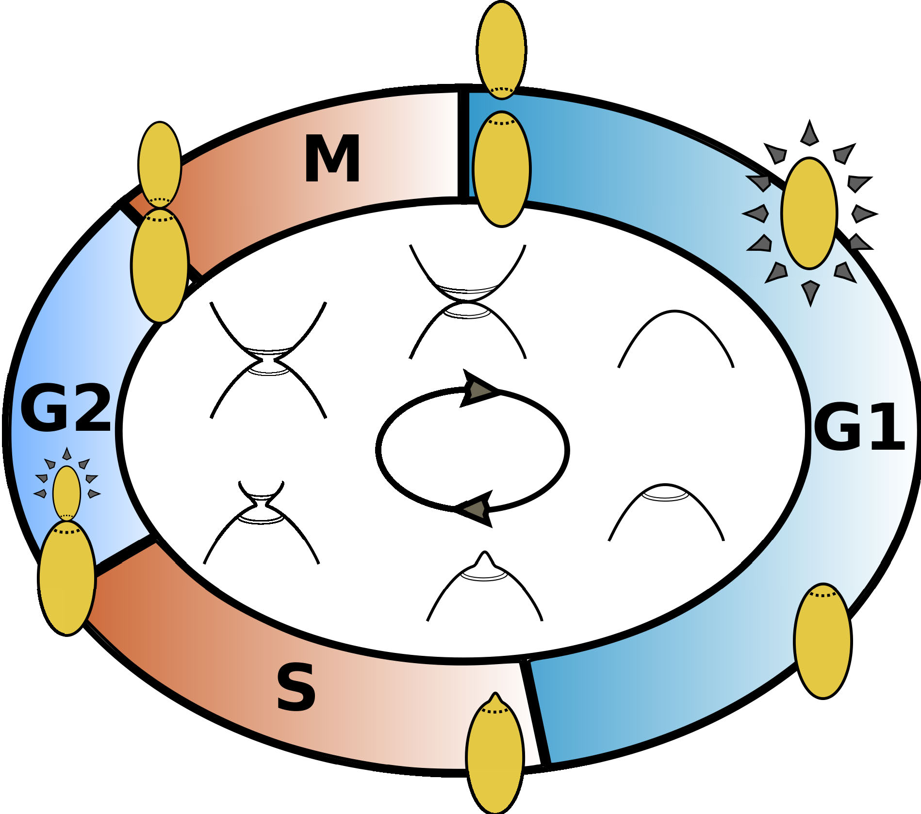 Temporal Clustering in Cell Cycle Dynamics | SIAM