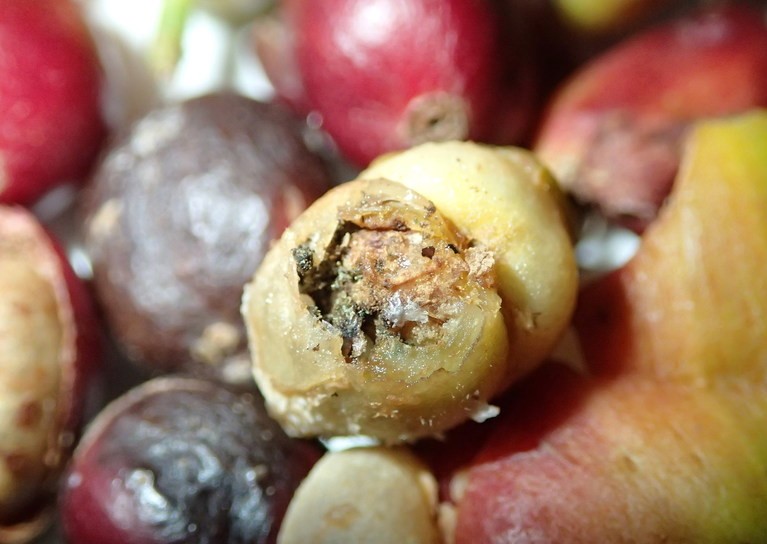 Modeling Finds Strategies to Eradicate the Coffee Berry Borer Across ...