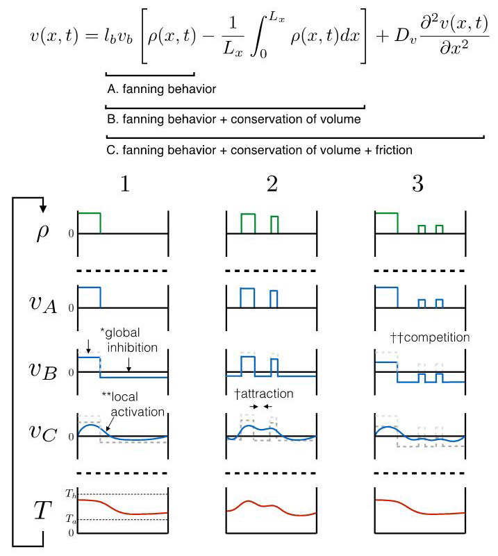 How Bees Use Physics to Keep Hives Cool | SIAM