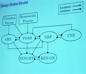 Sleep-Wake Cycle Modeling | SIAM