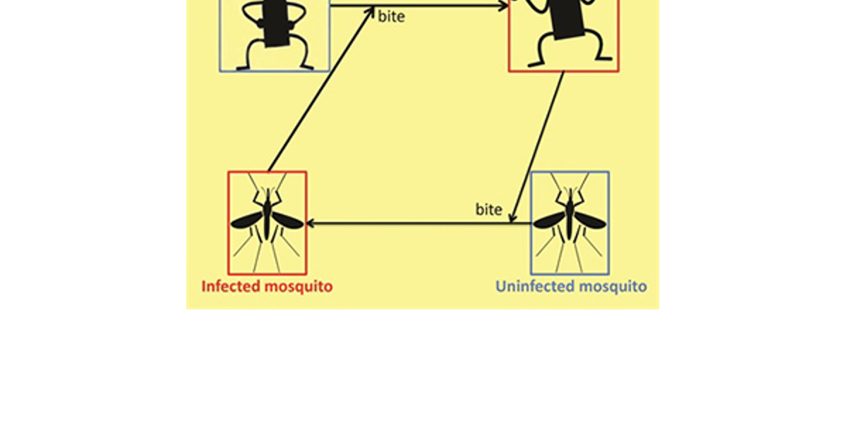 Mathematical Models for Fighting Zika Virus | SIAM