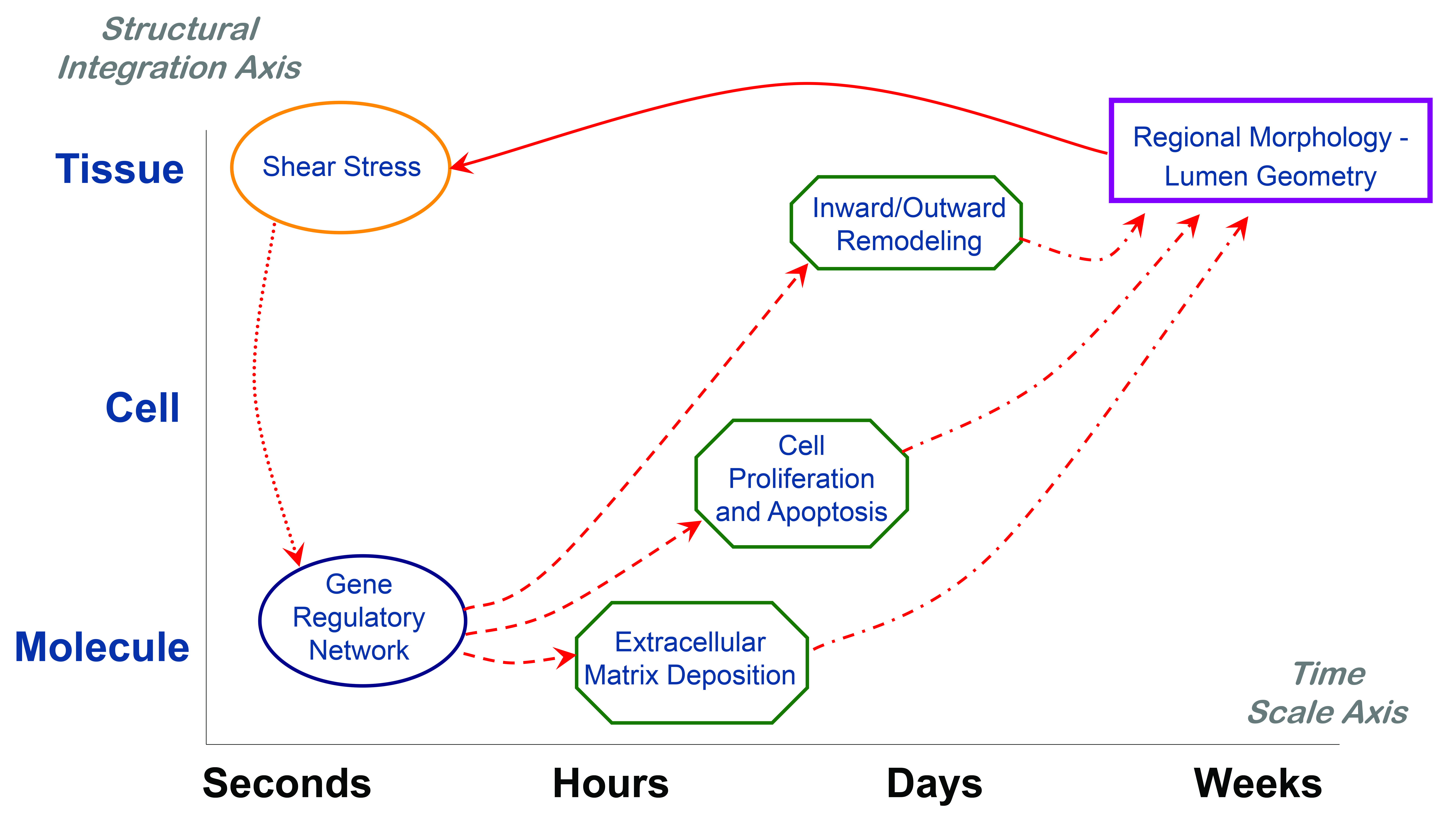 Multiscale Understanding of Vascular Adaptation: The Vein Graft Model ...