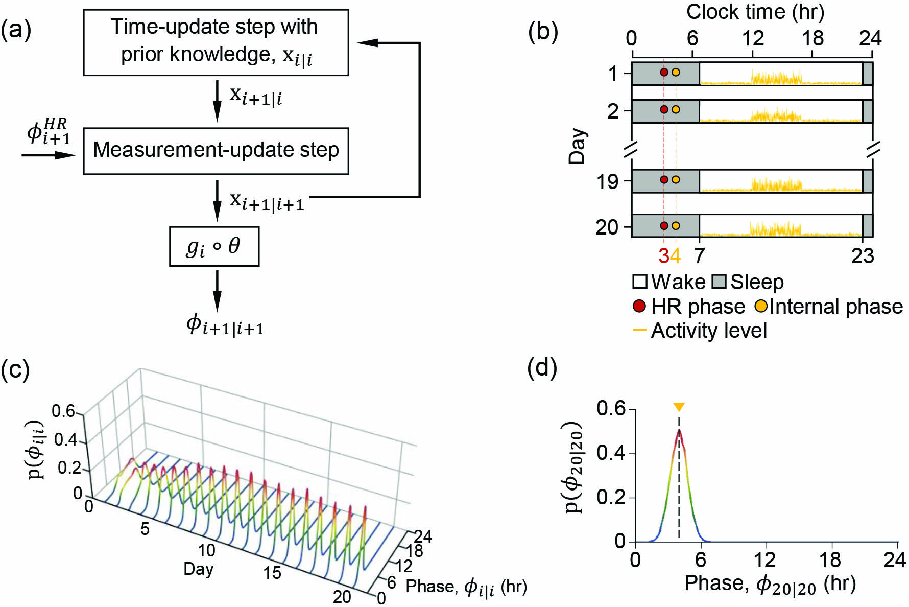 A Mathematical Approach to Circadian Medicine | SIAM