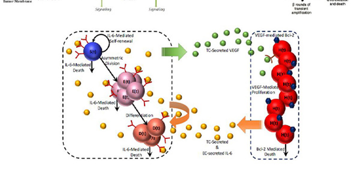 Mathematical Modeling Turns Cancer Discoveries into Effective ...