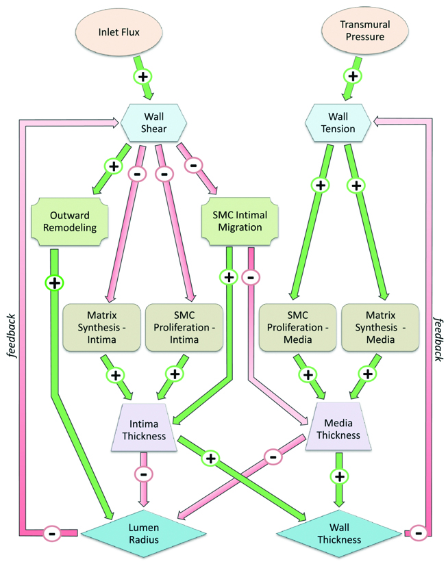 Multiscale Understanding of Vascular Adaptation: The Vein Graft Model ...
