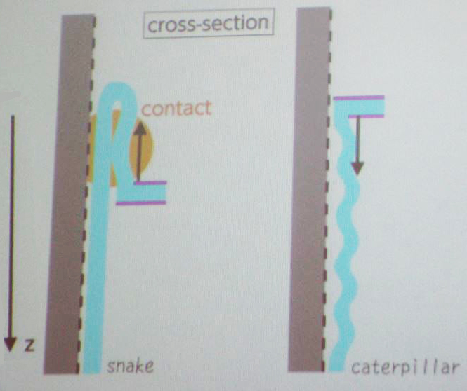 Quantifying the Boundary Conditions of Molting Behavior in Snakes and ...