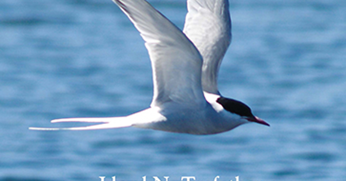 Exploring ODEs | SIAM