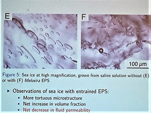 Network Modeling to Study Sea Ice Permeability | SIAM