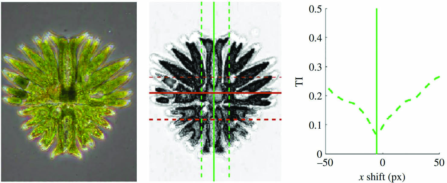 Biological Near-symmetries Explain the Similarity and Diversity of Life ...