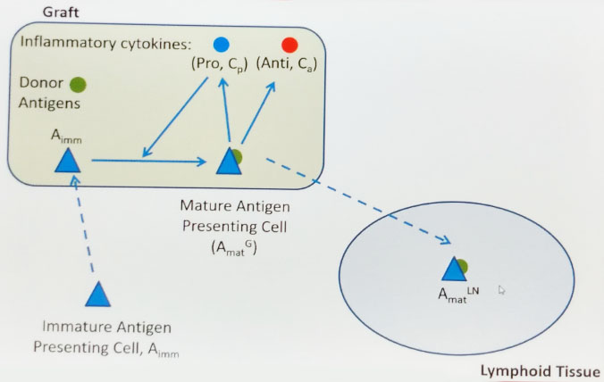 Modeling Adoptive Cell Transfer in Heart Transplants | SIAM