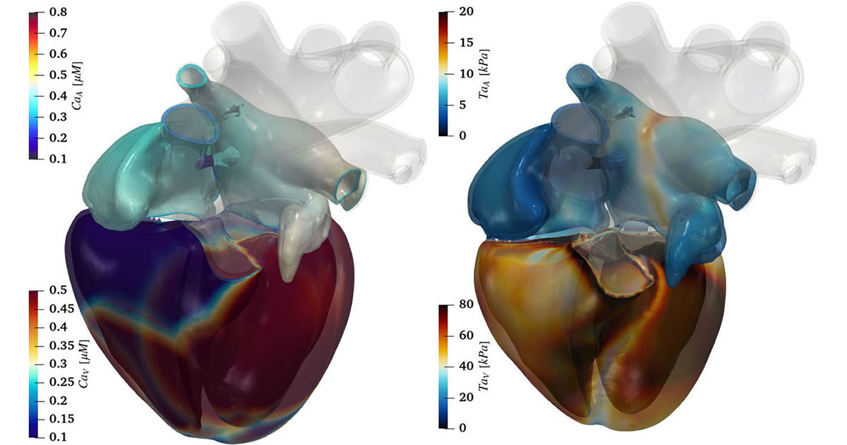 Virtual Heart Simulator Revolutionizes Cardiovascular Science and ...