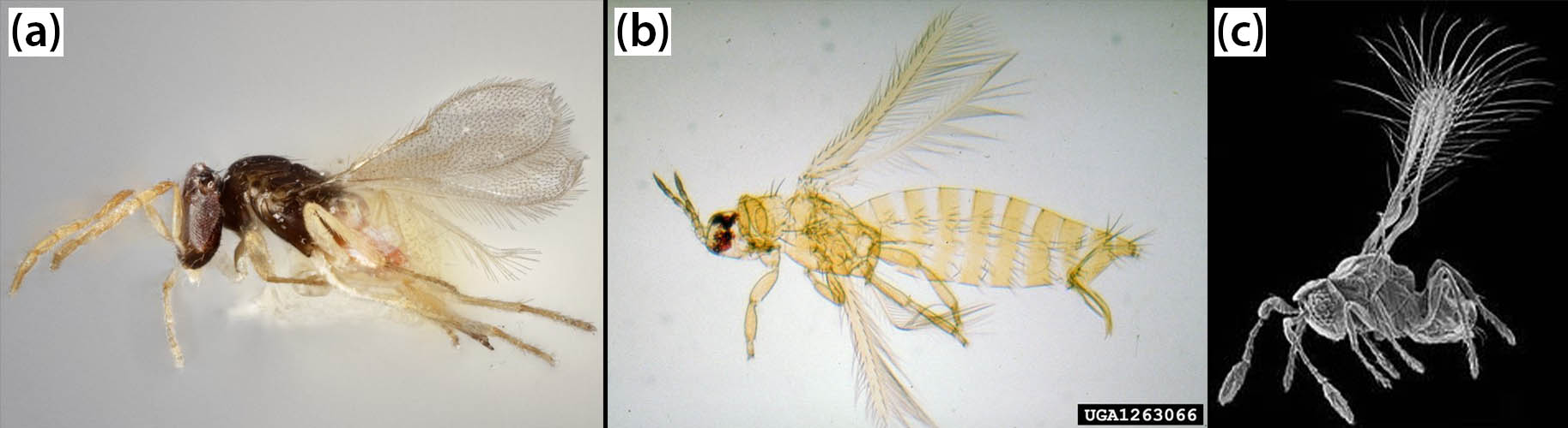 Flight at Low Reynolds Numbers: The Aerodynamics of Tiny Insects | SIAM