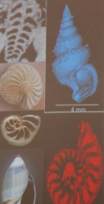 Deep Learning Methods Improve Microfossil Segmentation and Analysis | SIAM