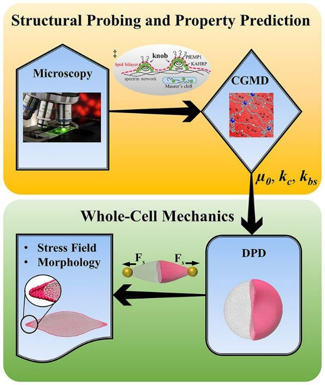 In-Silico Medicine: Multiscale Modeling of Hematological Disorders | SIAM