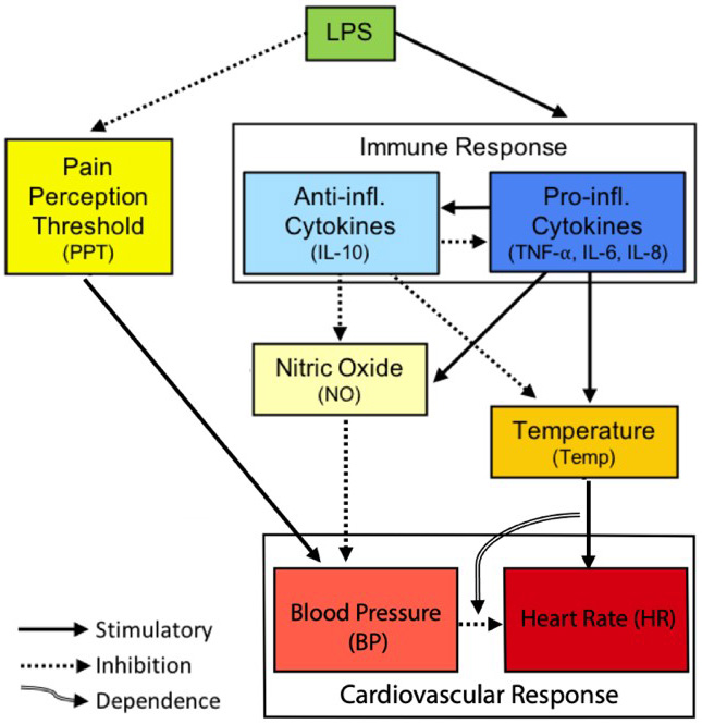 Coupling Vascular and Inflammatory Dynamics | SIAM