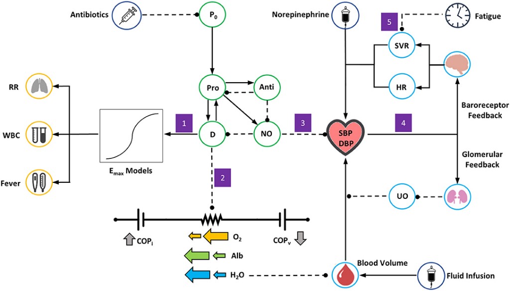 Towards in Silico Clinical Trials for Sepsis Patients | SIAM