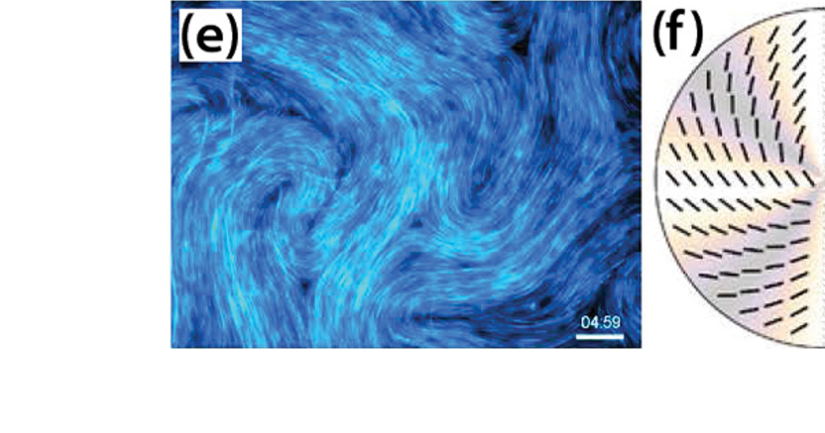 Living Matter and Active Cells | SIAM