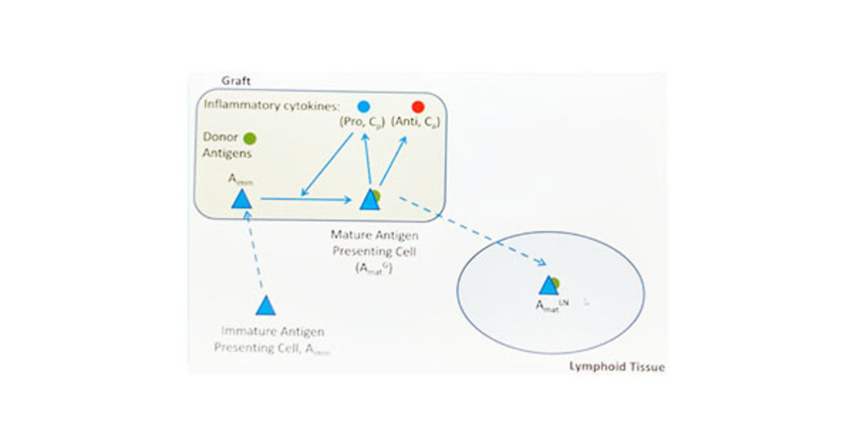 Modeling Adoptive Cell Transfer in Heart Transplants | SIAM