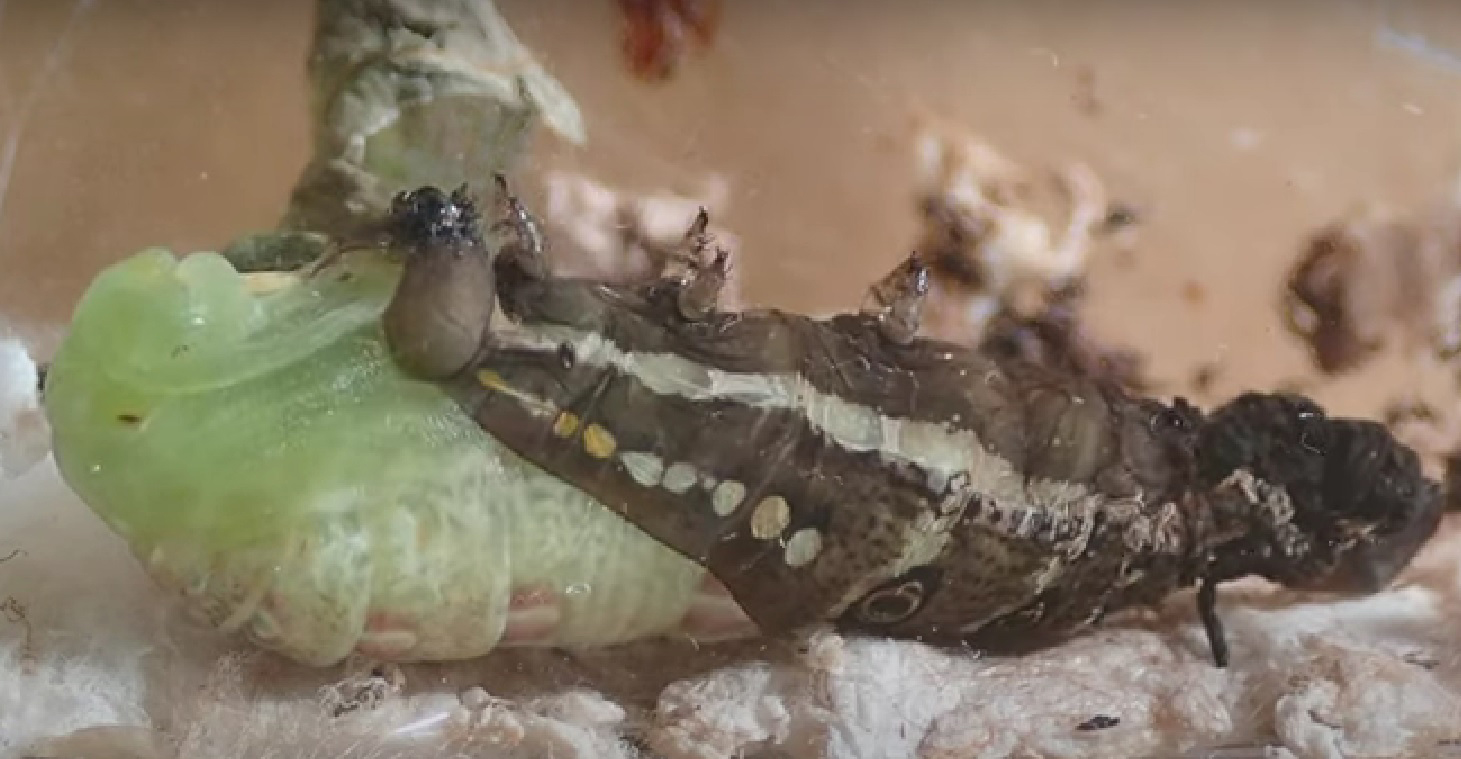 Quantifying the Boundary Conditions of Molting Behavior in Snakes and ...