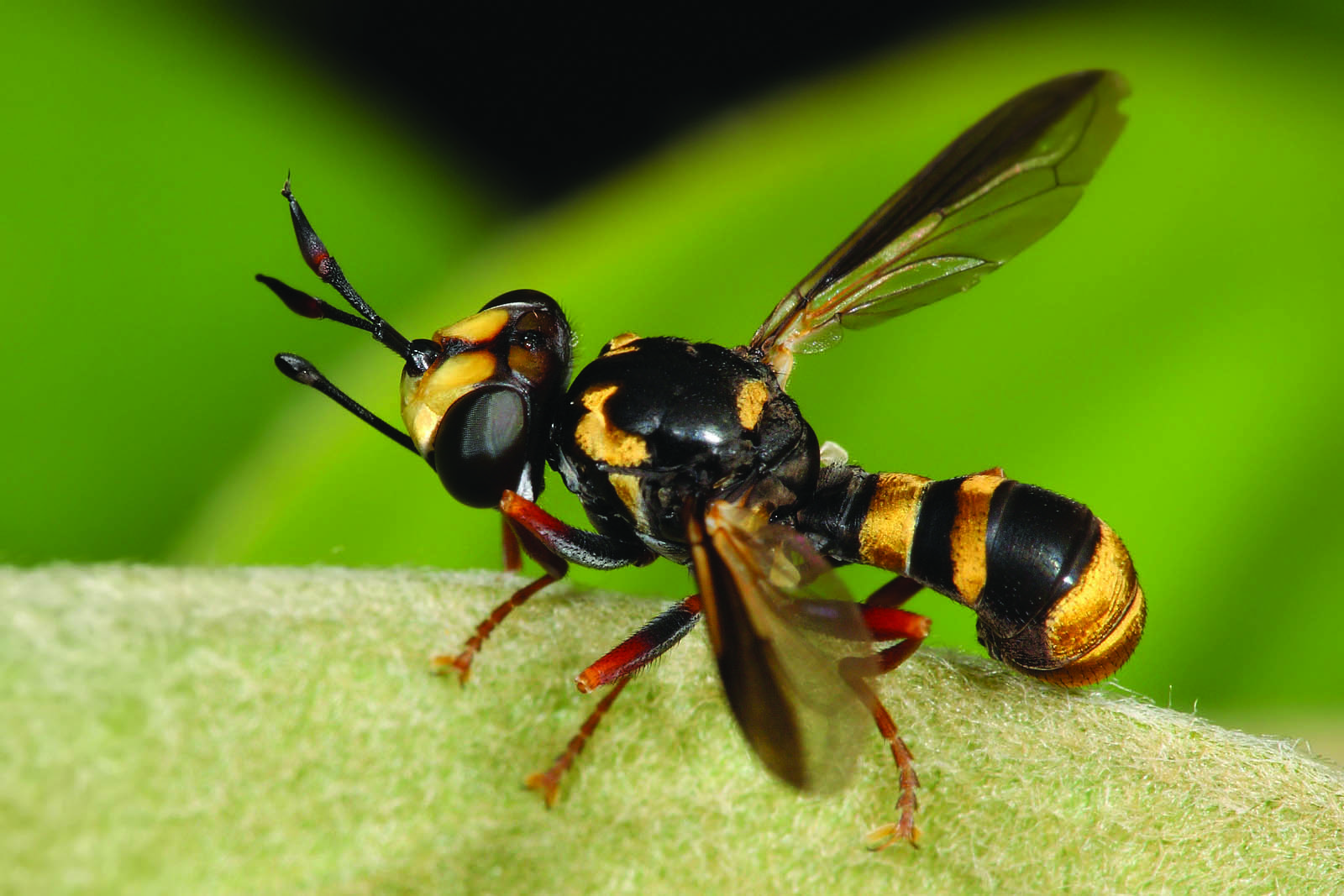 Cataloging Biodiversity with Artificial Intelligence | SIAM