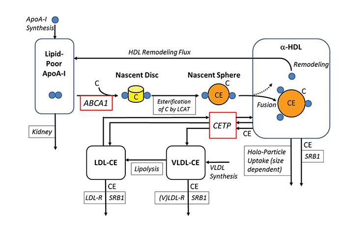 Modeling Lipoprotein Metabolism | SIAM