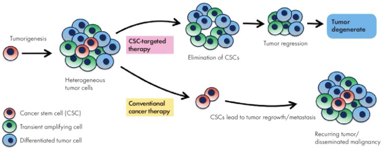 Mathematical Modeling Turns Cancer Discoveries into Effective ...