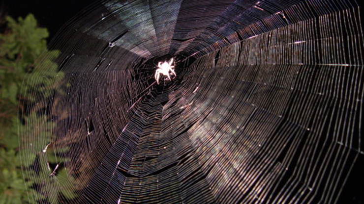 The Mathematics of Prey Detection in Spider Orb-Webs | SIAM