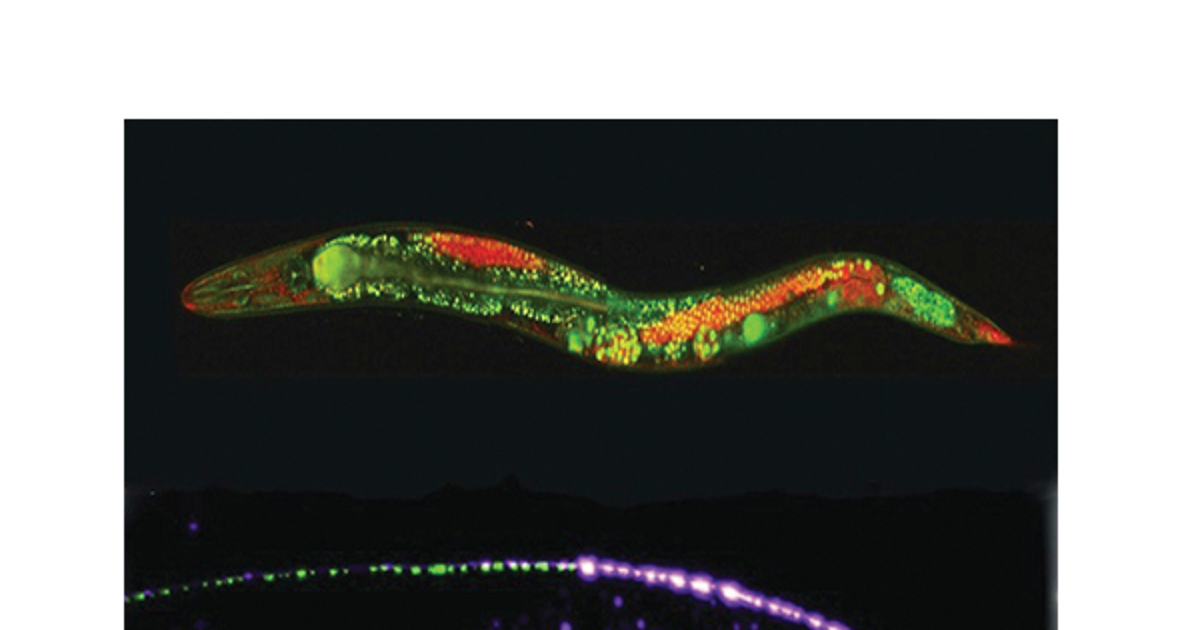 Engineered For Function The Power Of Biologically Constrained Neural Networks For Neurosensory