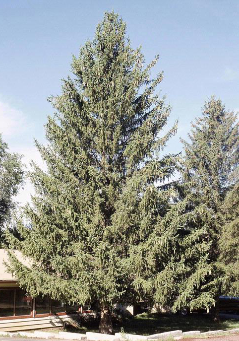 Mathematical Analysis Explains Transpiration-driven Sap Flow in ...