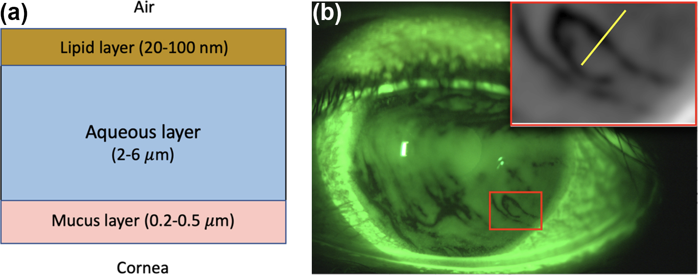 Mechanistic Determination and Parameter Estimation for Tear Film ...