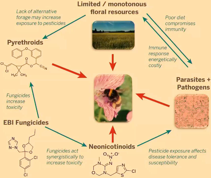 Compartmental Model Evaluates Generalized Stressors on Social Bee ...