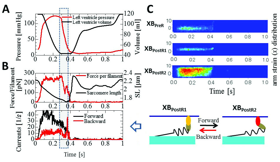 Bridging Continuum and Molecular Models in a Beating Heart Simulation ...