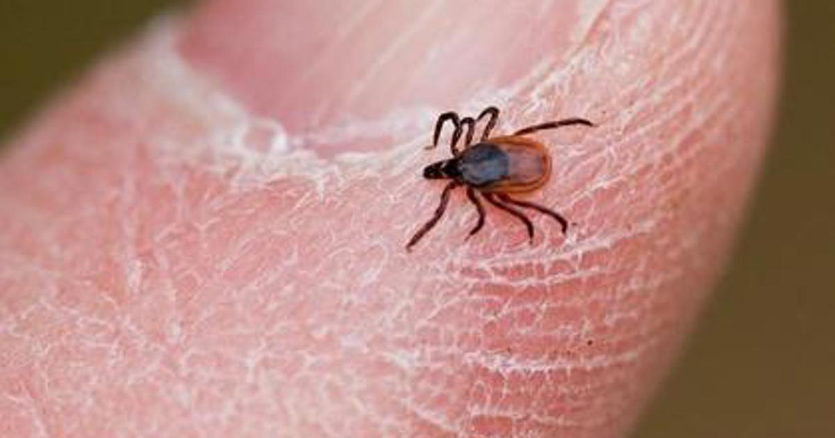 Periodic Model Predicts the Spread of Lyme Disease | SIAM