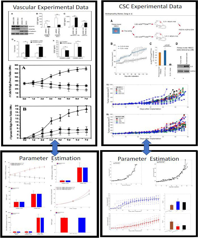 Mathematical Modeling Turns Cancer Discoveries into Effective ...