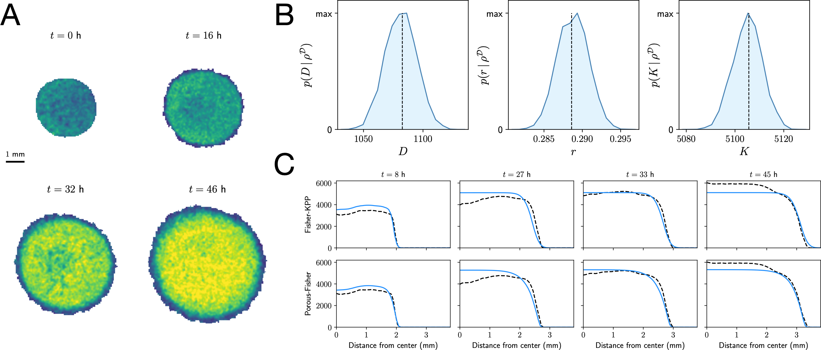 Quantifying Tissue Growth, Shape, and Collision in Epithelial Monolayers | SIAM