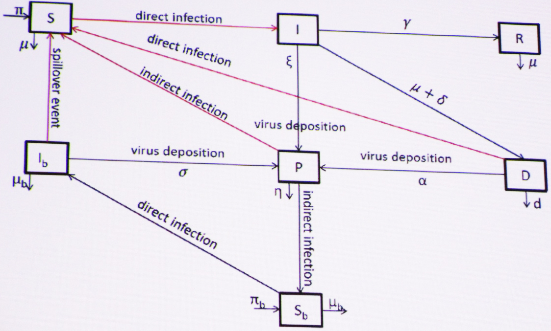 Coupled Mathematical Model Examines Host-reservoir Transmission of Ebola | SIAM