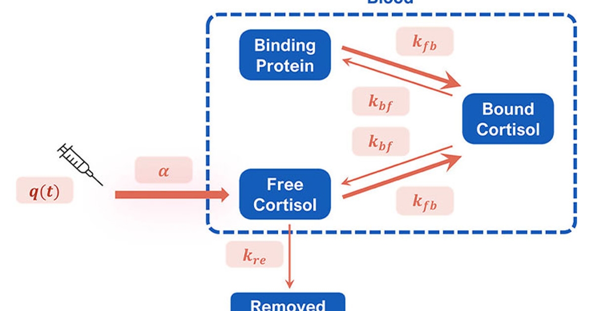 The Golden Ratio for Cortisol Replacement | SIAM