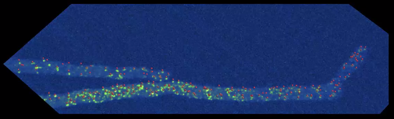 Three-Dimensional Particle Tracking in Cells | SIAM