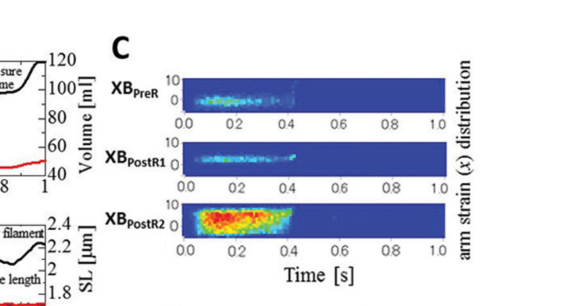 Bridging Continuum and Molecular Models in a Beating Heart Simulation ...