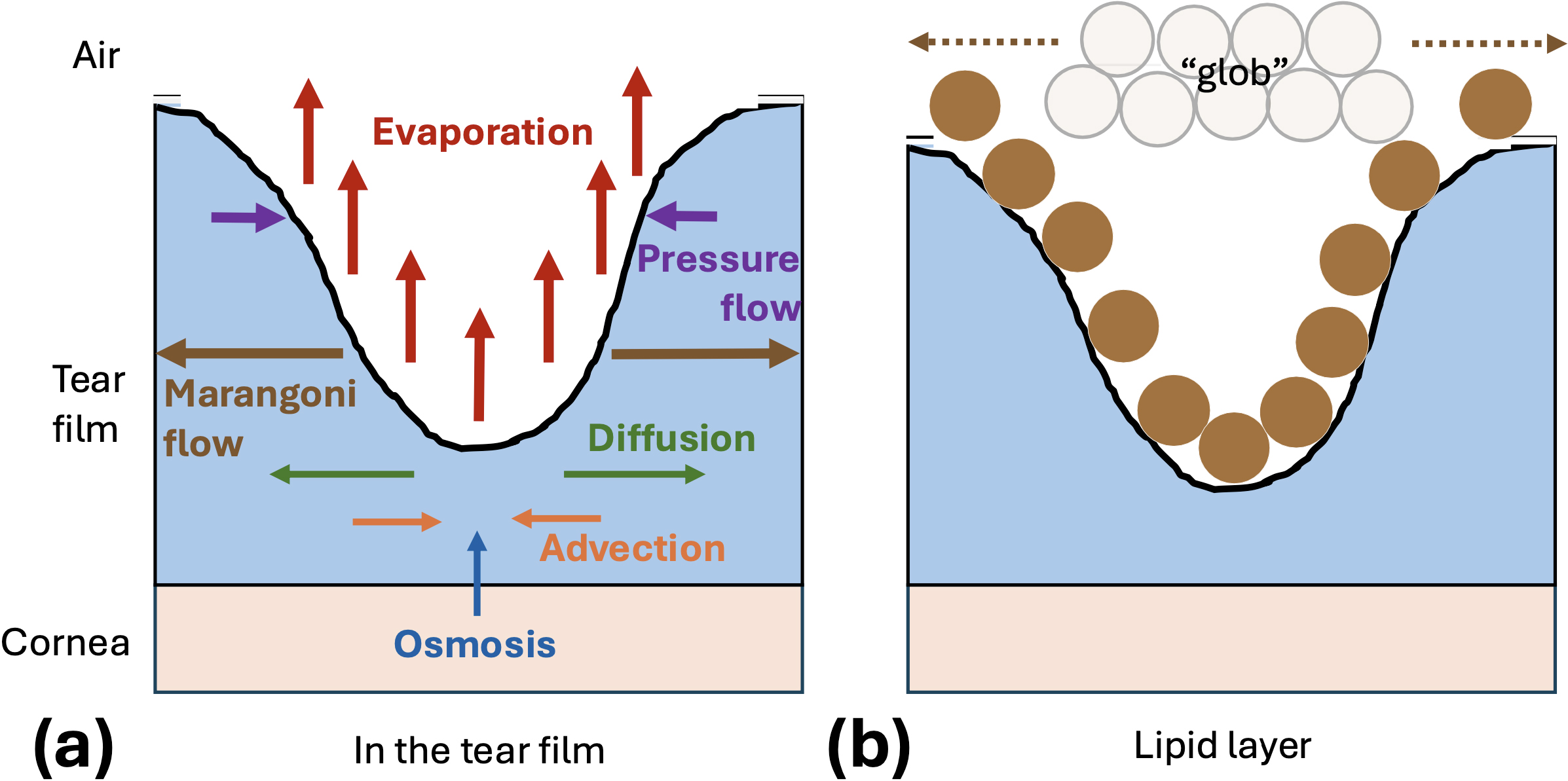 Mechanistic Determination and Parameter Estimation for Tear Film ...