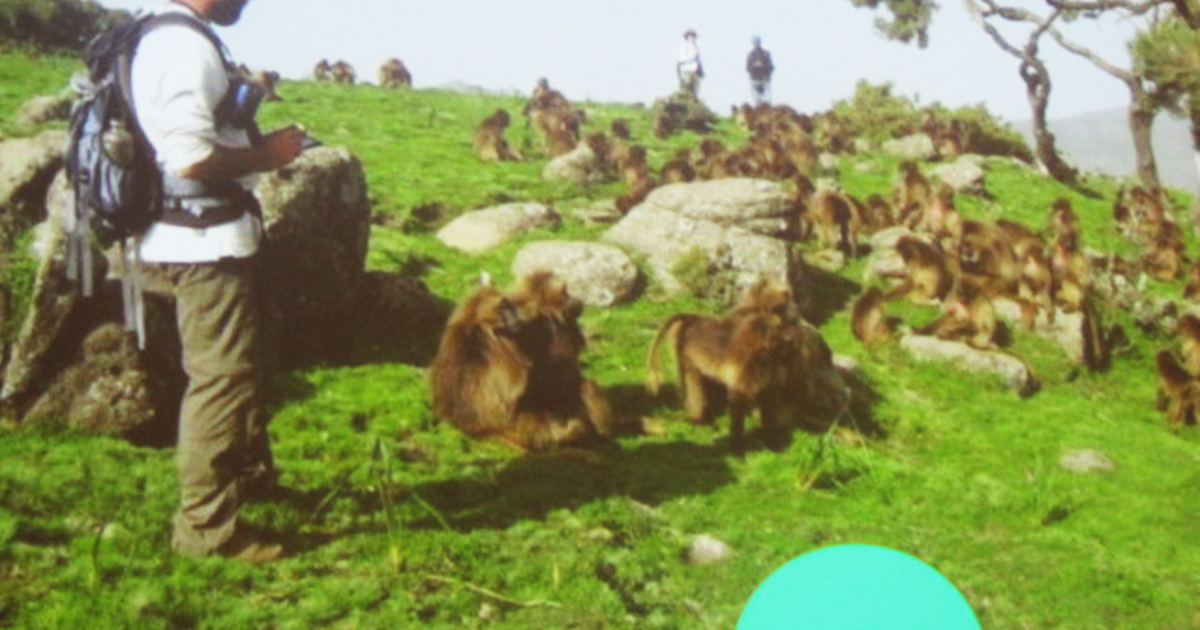 Understanding Animal Dynamics Through Behavioral Ecology | SIAM