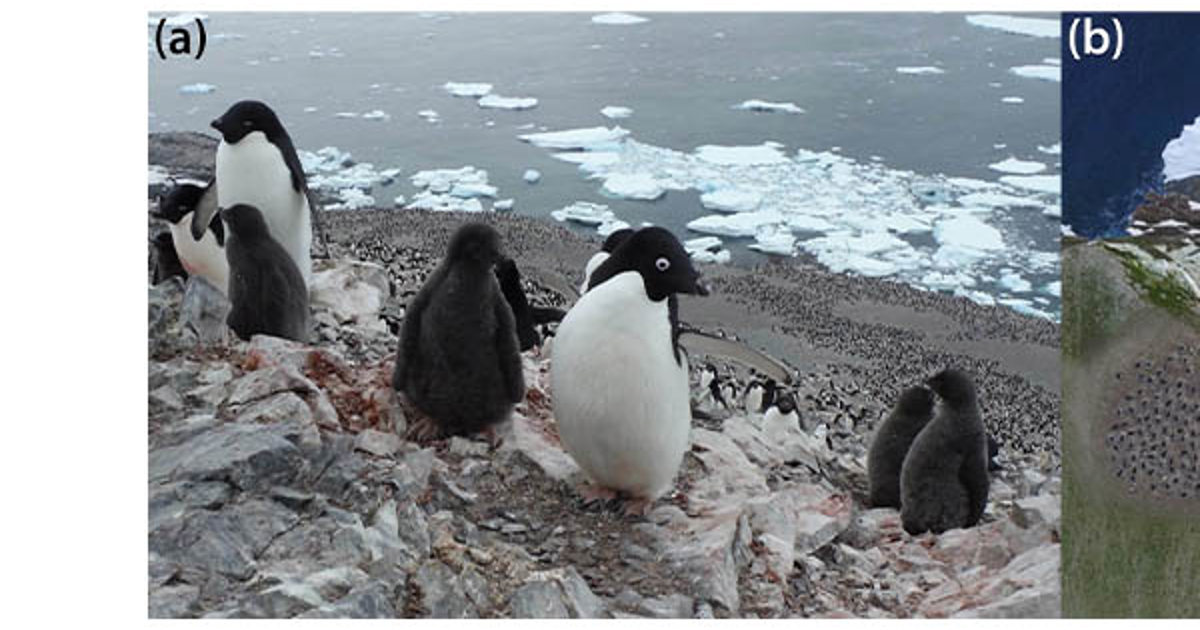 The Physics of Penguins: Recovering Spatial Information from Low ...