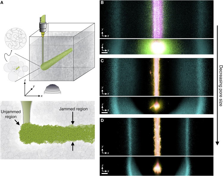 Modeling the Spread of Bacteria through Complex Environments | SIAM