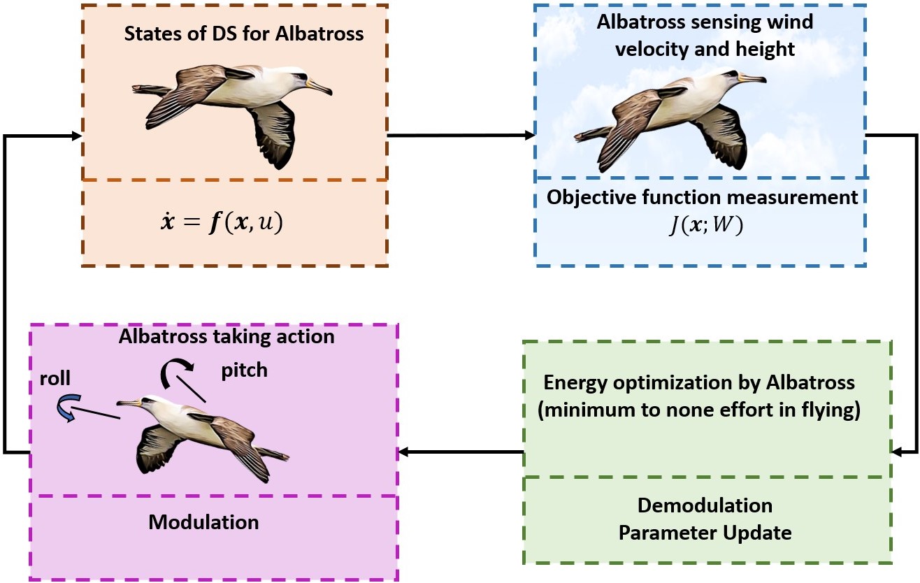 Albatross Optimized Flight Physics: A Natural Extremum Seeking System? | SIAM