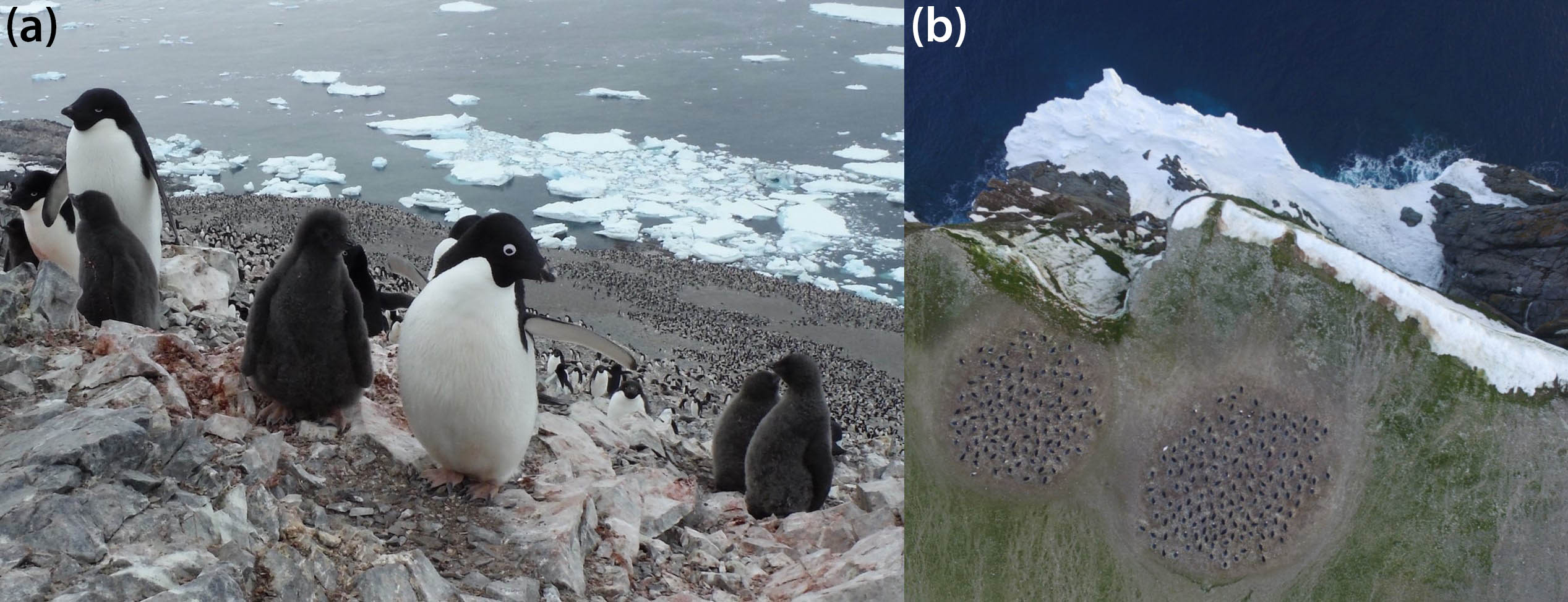 The Physics of Penguins: Recovering Spatial Information from Low ...