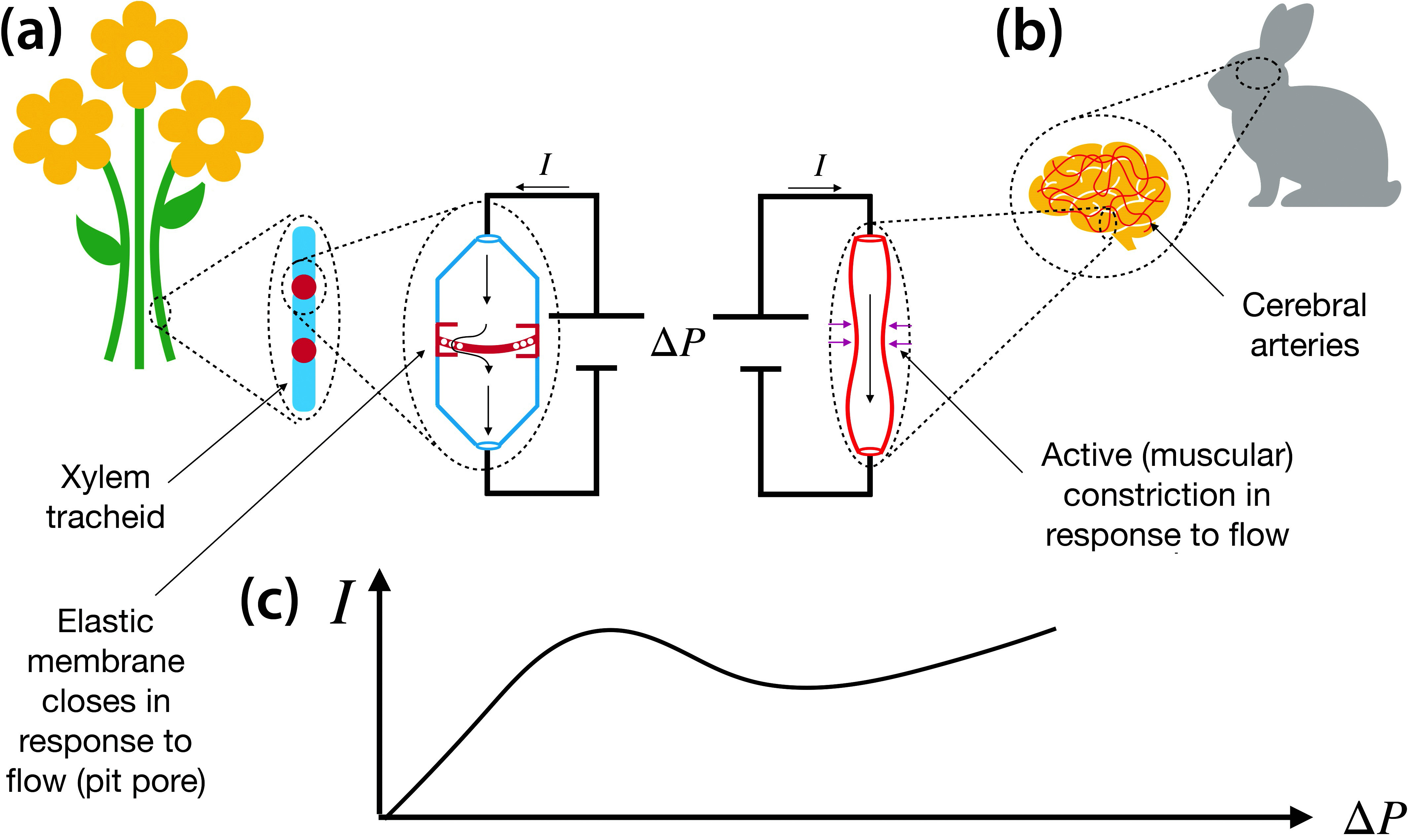 Bioinspired Nonlinear Flow Networks and Their Emerging Phenomena | SIAM