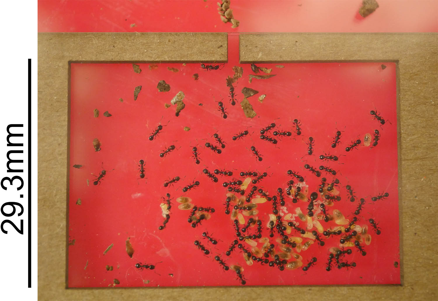 The Dynamics of Rhythm Synchronization in Acorn Ants | SIAM